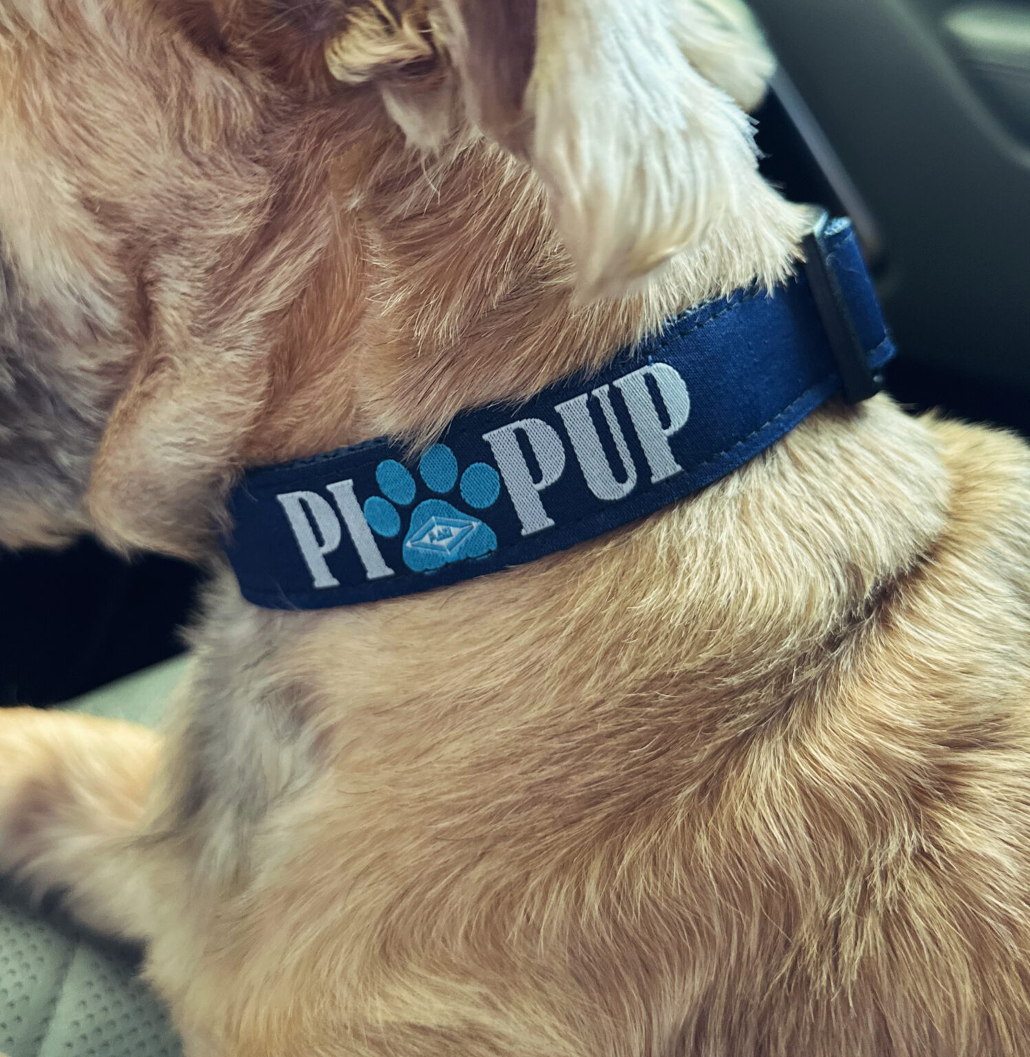 Pi Pup Dog Collar – the 1851 shop